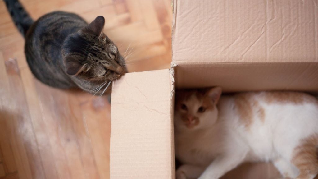 Moving House with a Cat? Your Guide to a Stress-Free Transition - Nesta